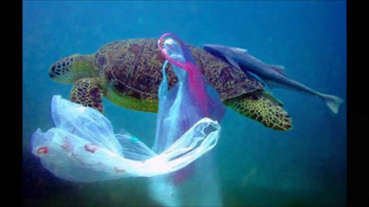 Single Use Plastic Awareness Program